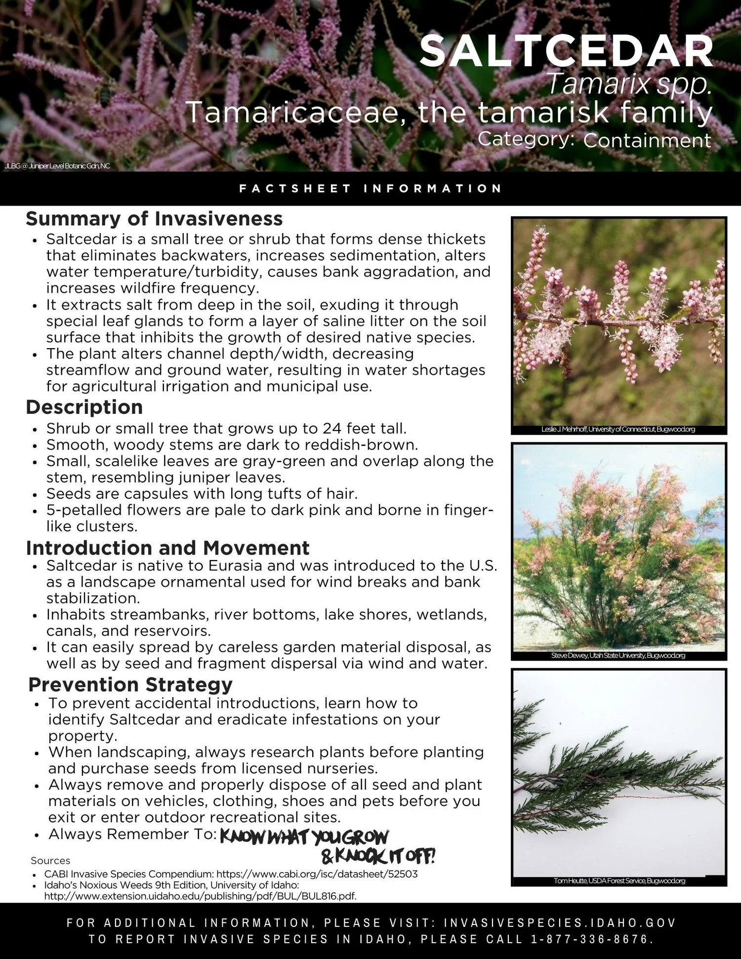 Saltcedar Factsheet — Invasive Species of Idaho