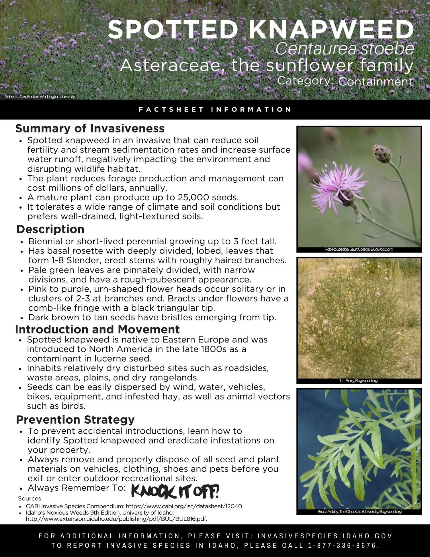 Spotted Knapweed Factsheet — Invasive Species of Idaho