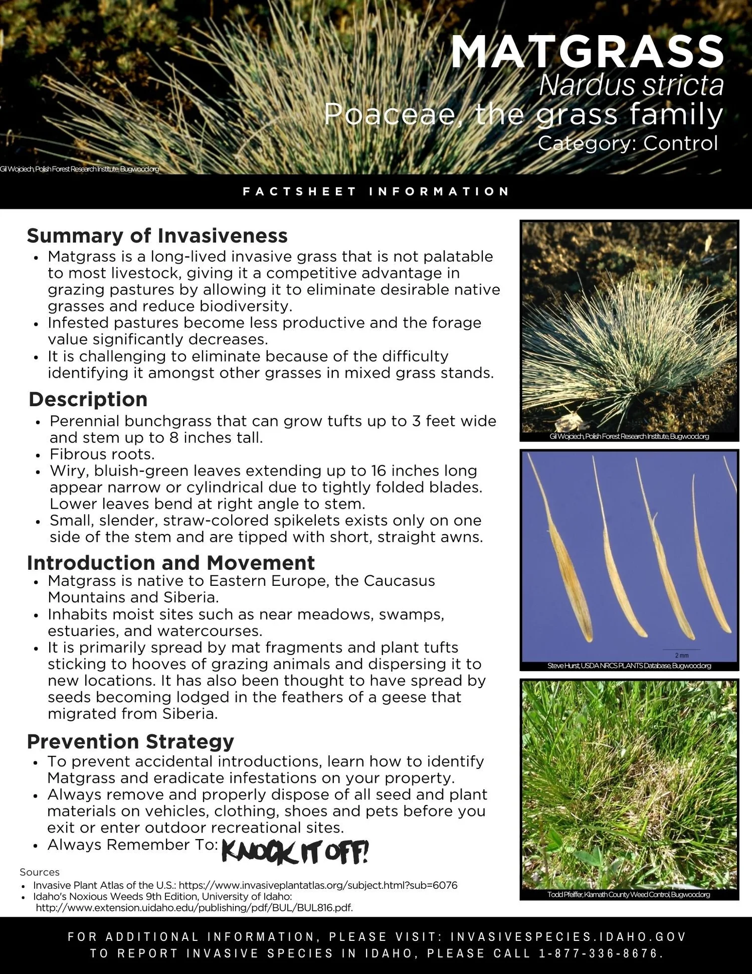 Matgrass Factsheet — Invasive Species of Idaho