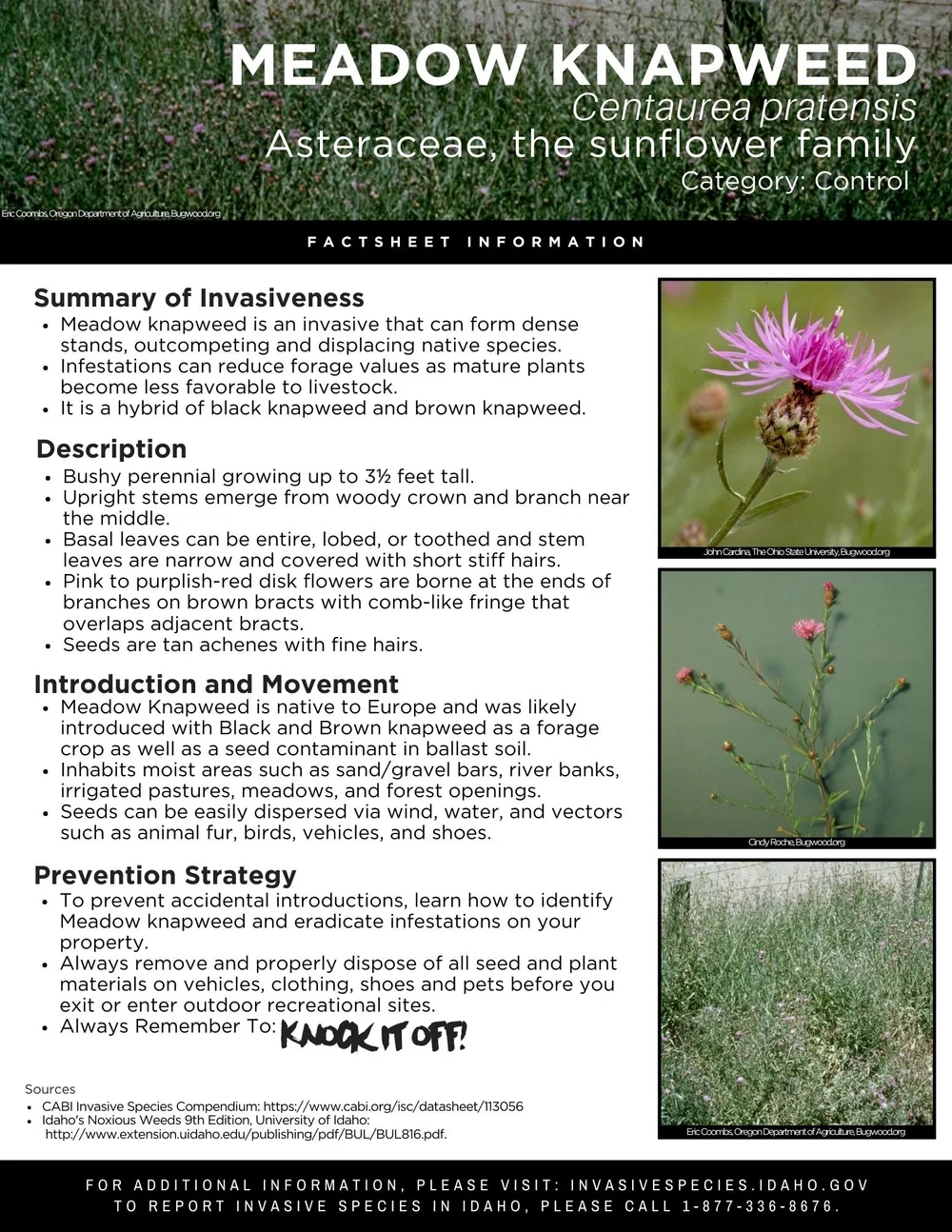 Meadow Knapweed Factsheet — Invasive Species of Idaho