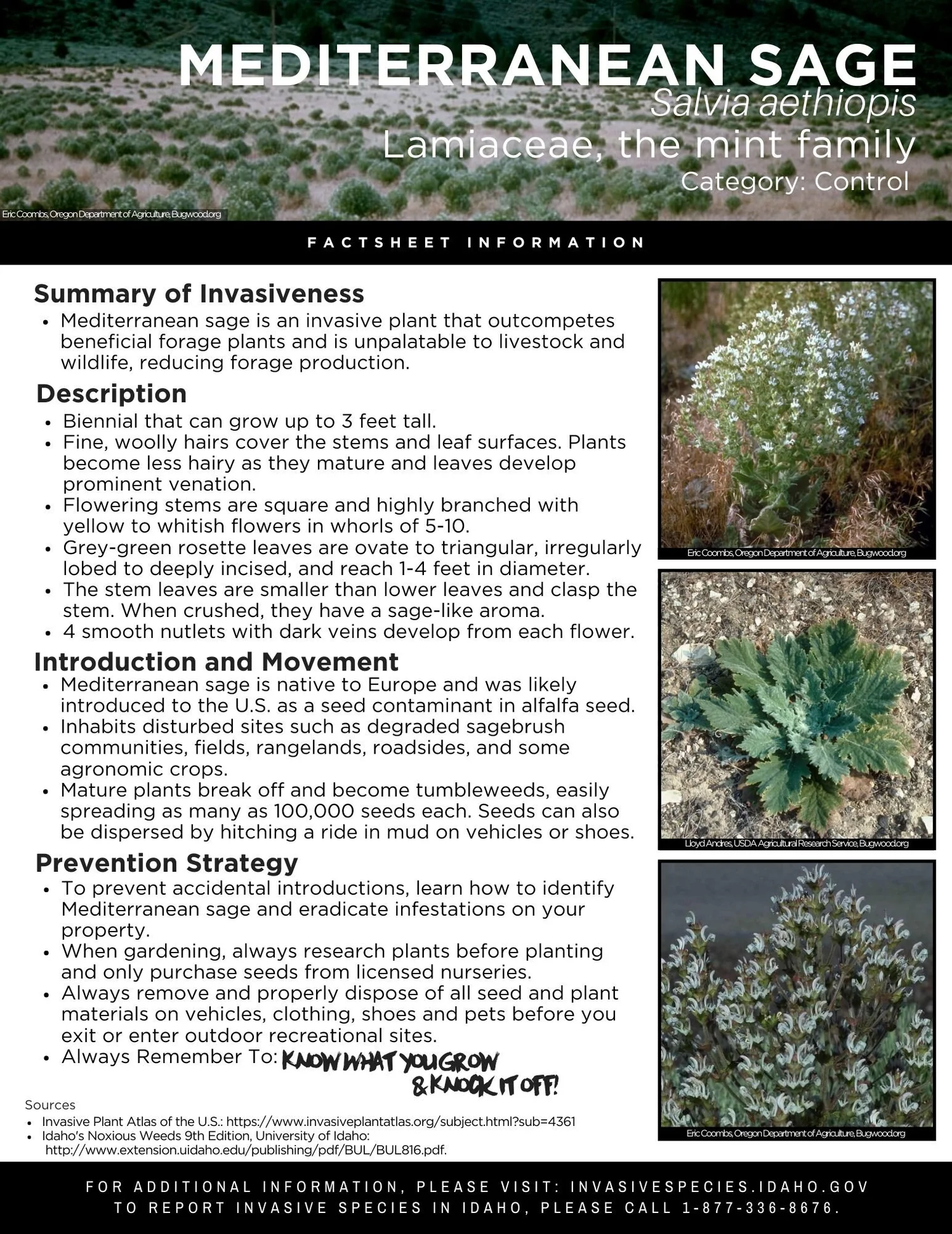 Mediterranean Sage Factsheet — Invasive Species of Idaho