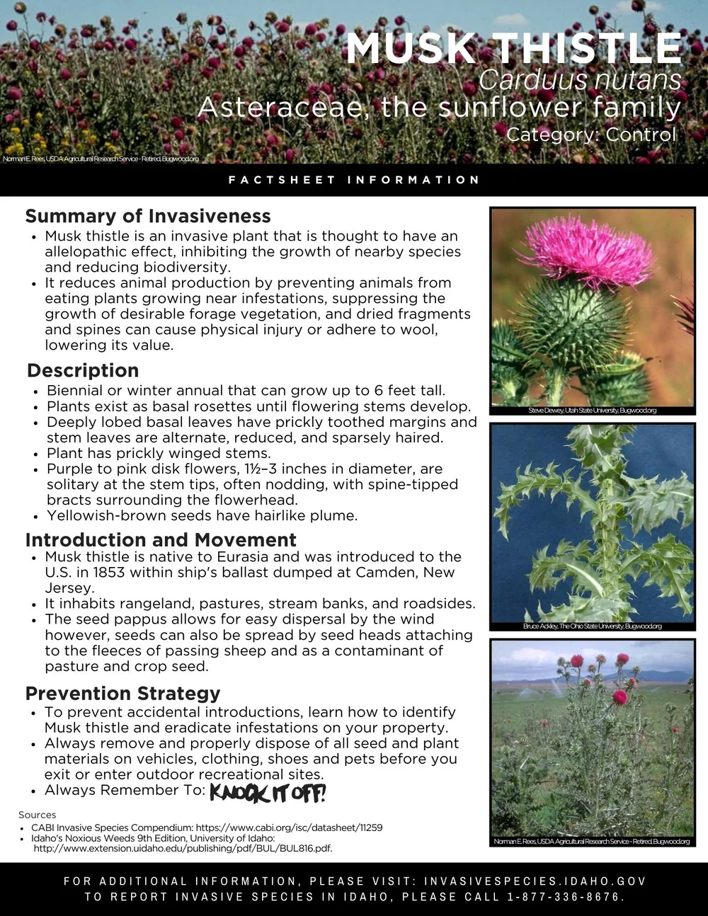 Musk Thistle Factsheet — Invasive Species of Idaho