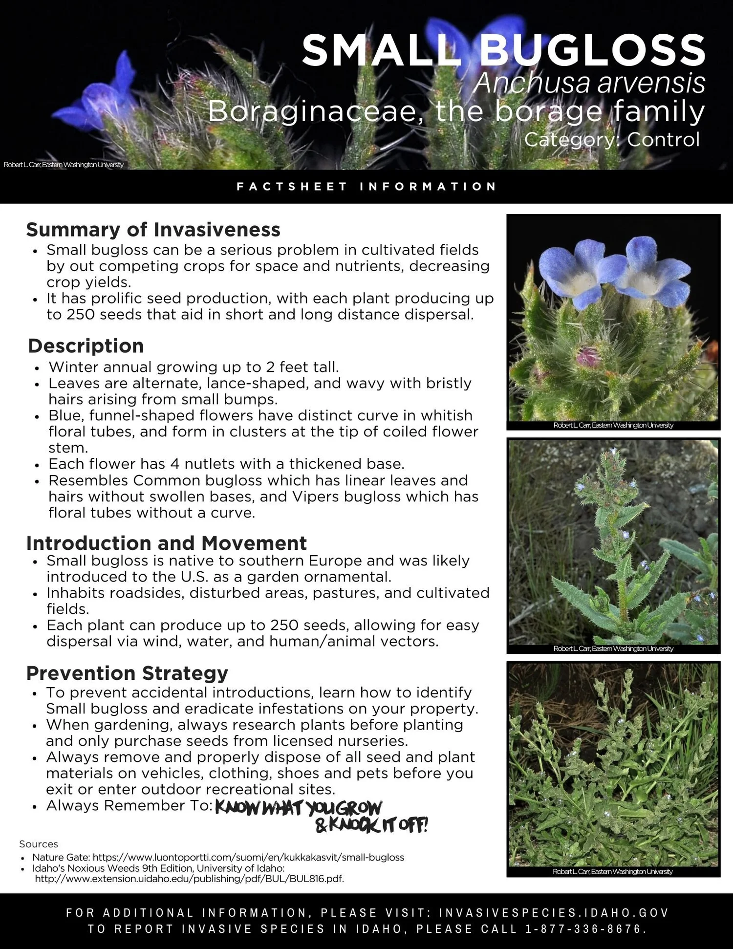 Small Bugloss Factsheet — Invasive Species of Idaho
