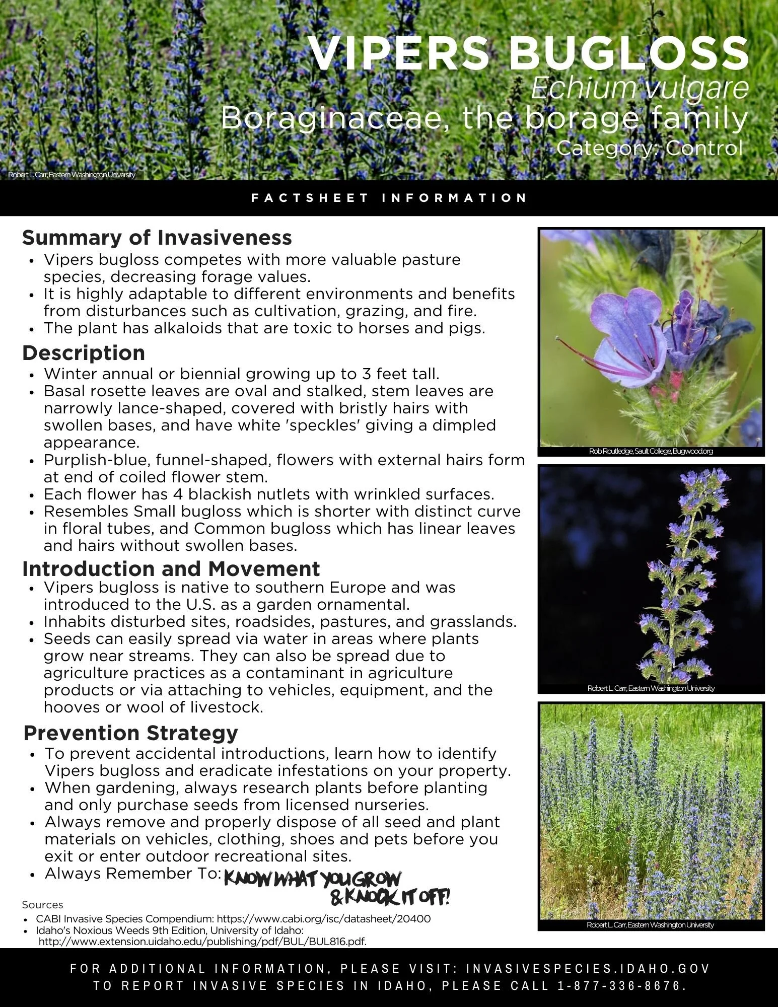 Vipers Bugloss Factsheet — Invasive Species of Idaho