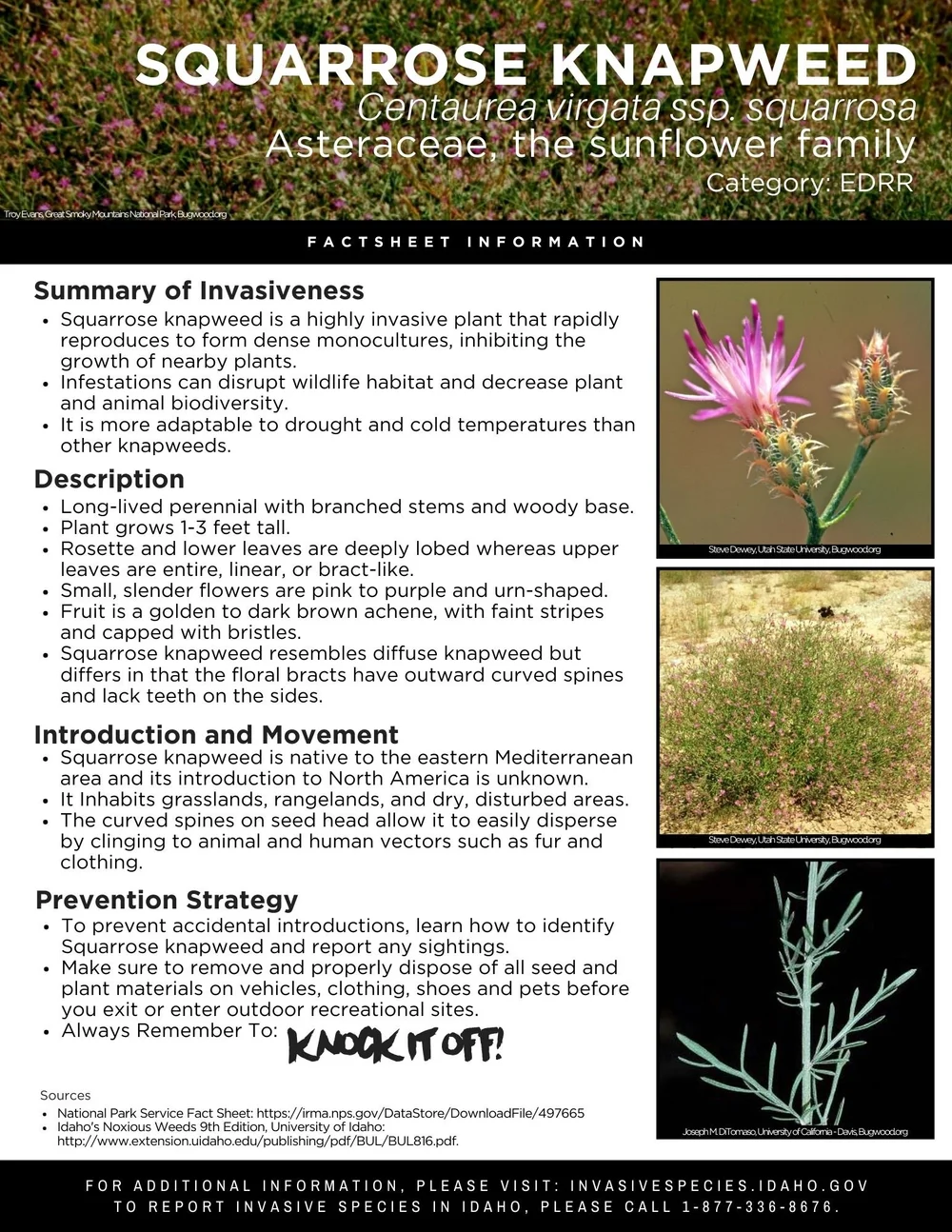 Squarrose Knapweed Factsheet — Invasive Species of Idaho