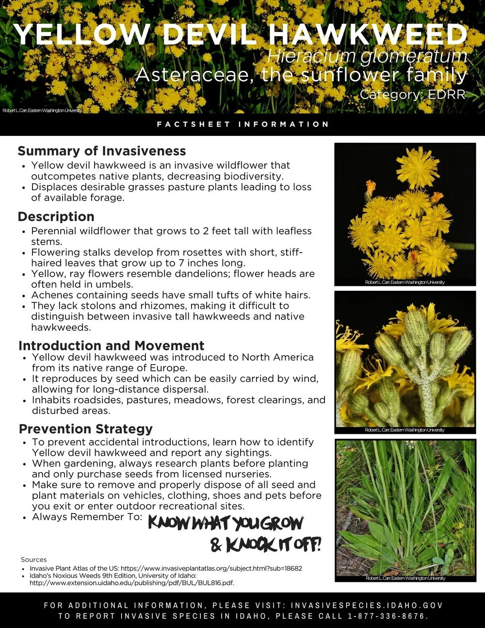 Yellow Devil Hawkweed Factsheet — Invasive Species of Idaho