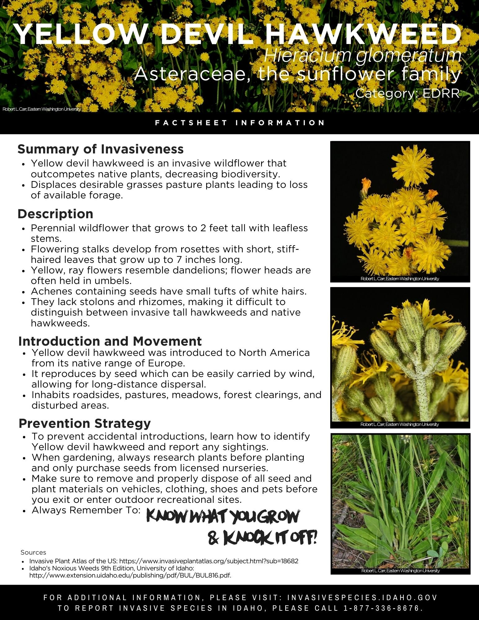 Yellow Devil Hawkweed Factsheet — Invasive Species of Idaho