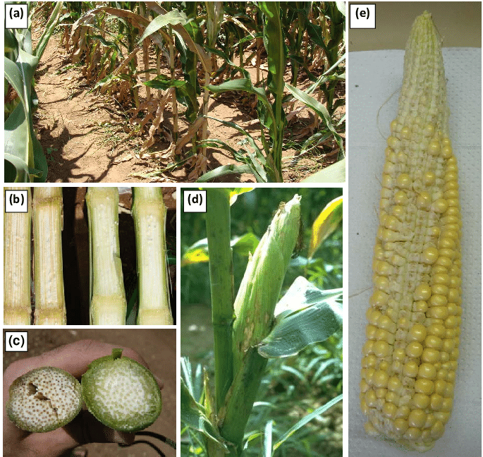 Cooperative Agricultural Pest Surveys (CAPS) — Invasive Species of Idaho