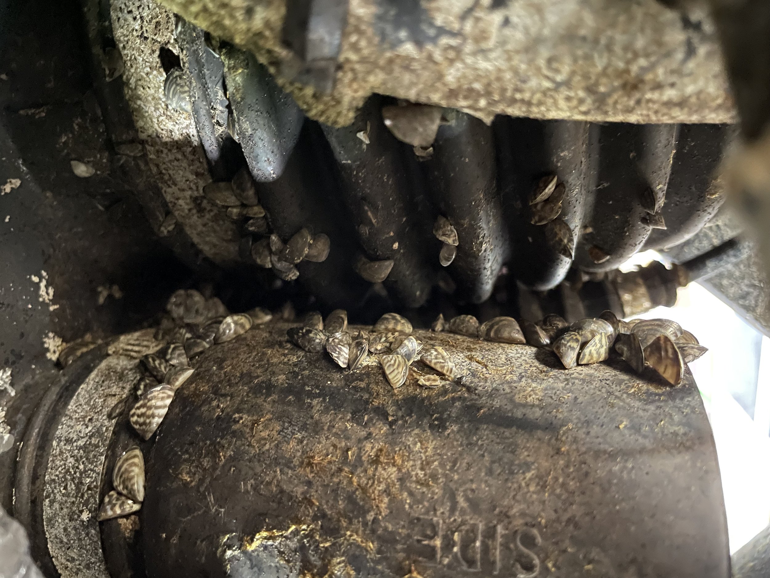 Quagga Mussel Information — Invasive Species of Idaho