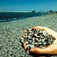 Quagga Mussel Information — Invasive Species of Idaho