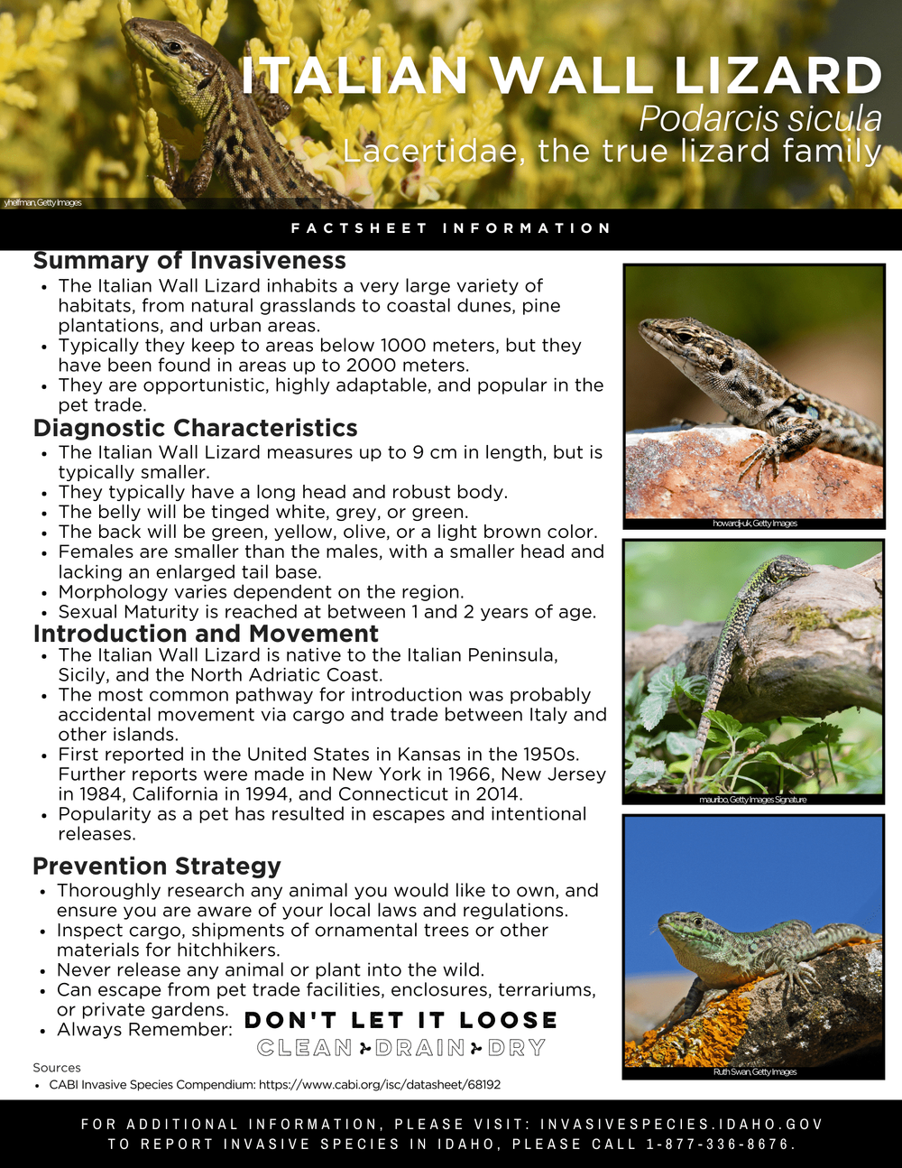 Italian Wall Lizard Factsheet — Invasive Species of Idaho