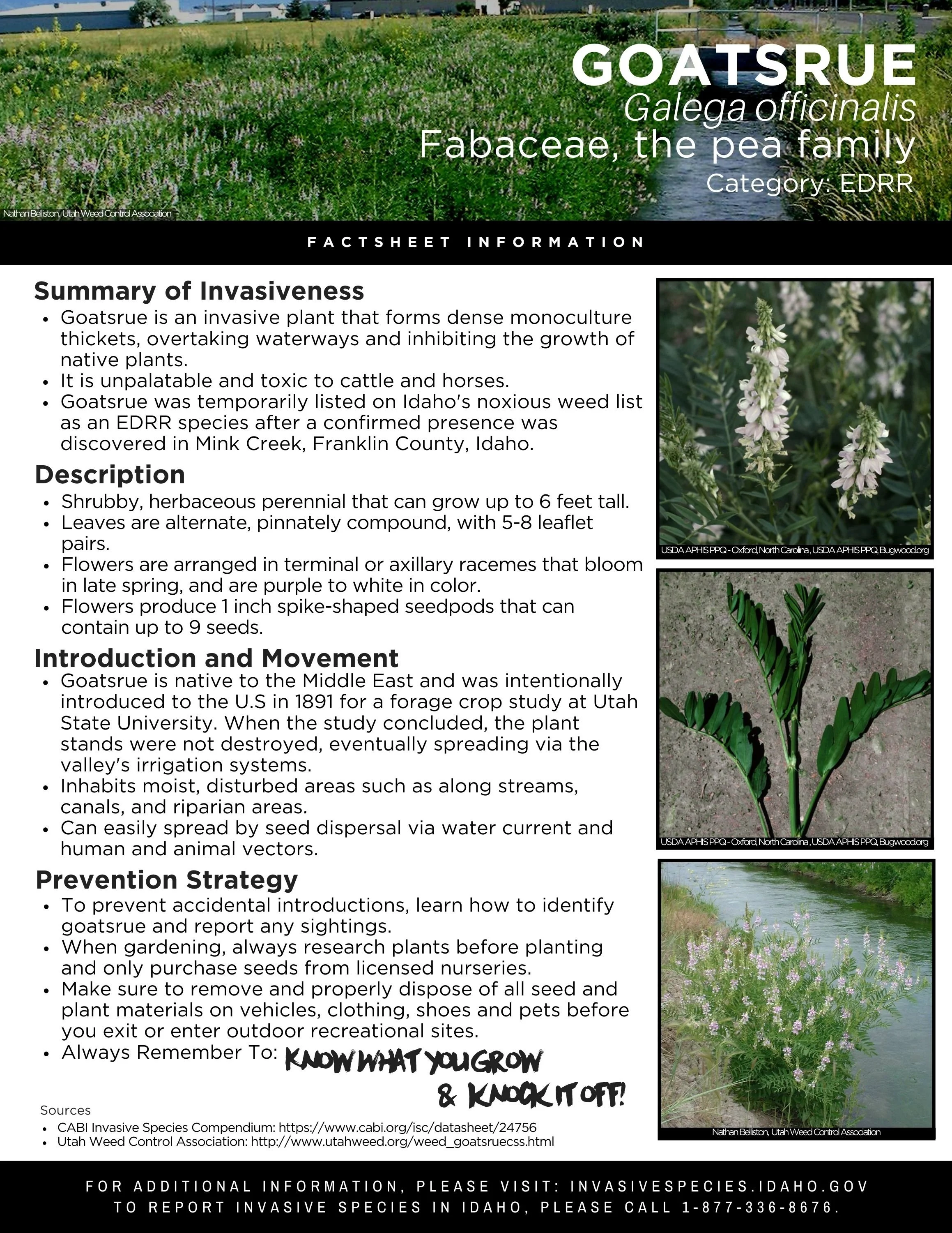 Goatsrue Factsheet — Invasive Species of Idaho