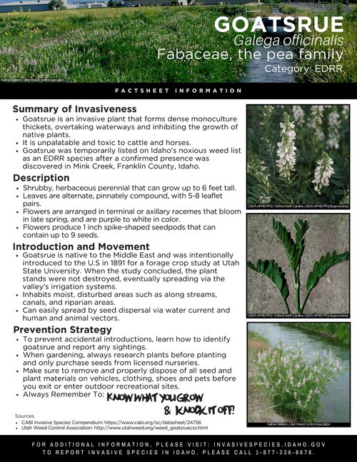 Goatsrue Factsheet — Invasive Species of Idaho