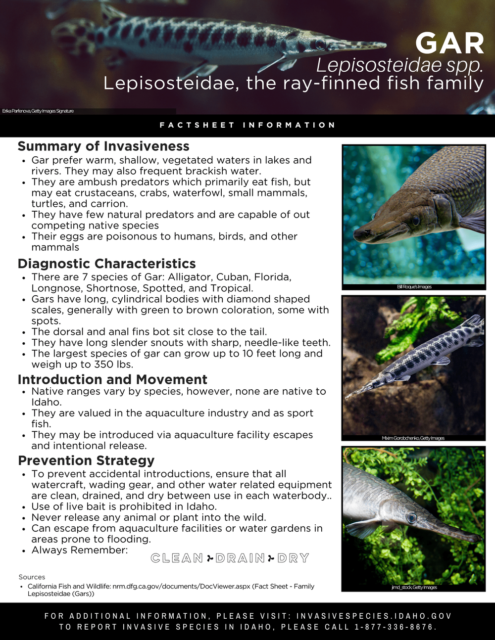 Gar Factsheet — Invasive Species of Idaho