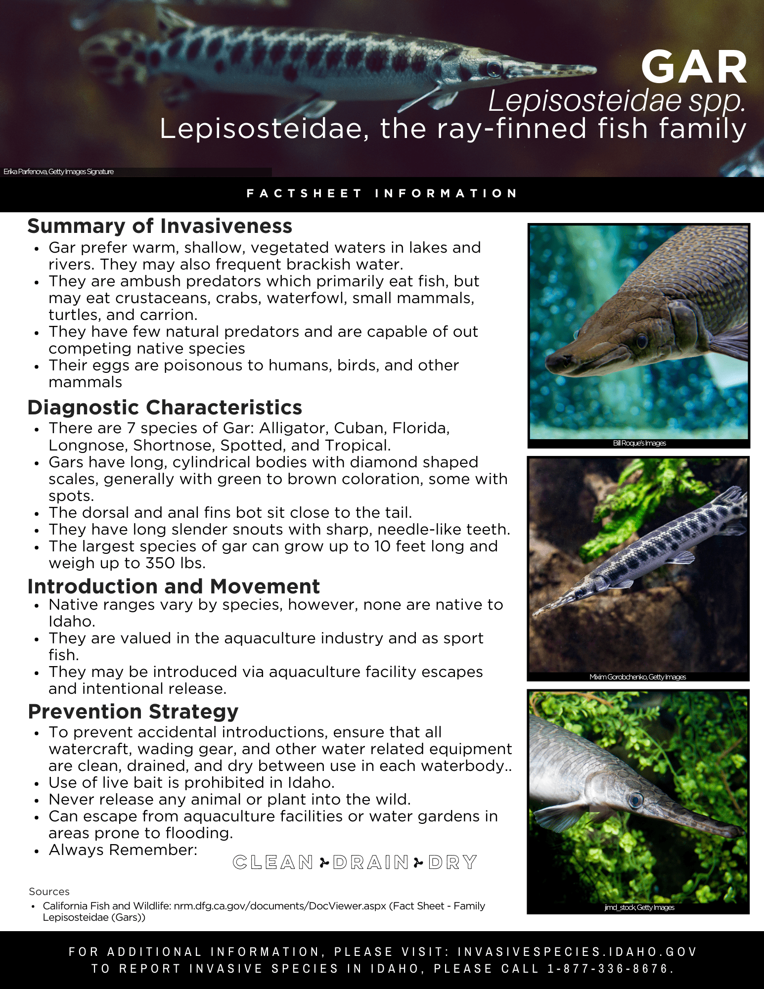 Gar Factsheet — Invasive Species of Idaho