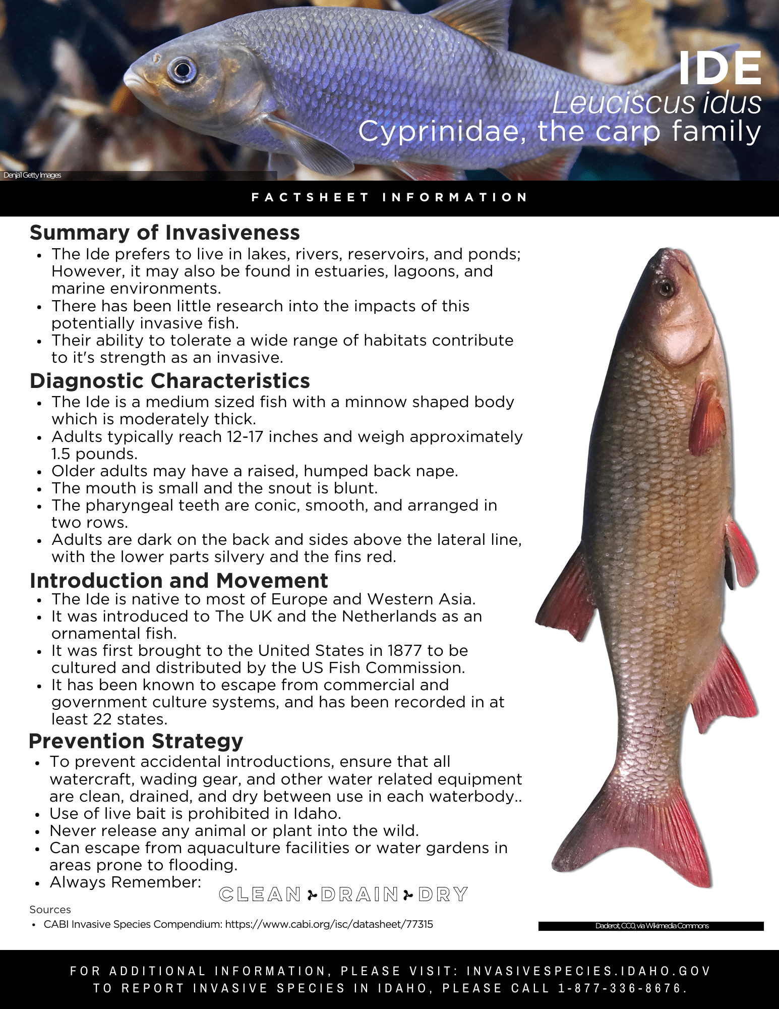 Ide Factsheet — Invasive Species of Idaho