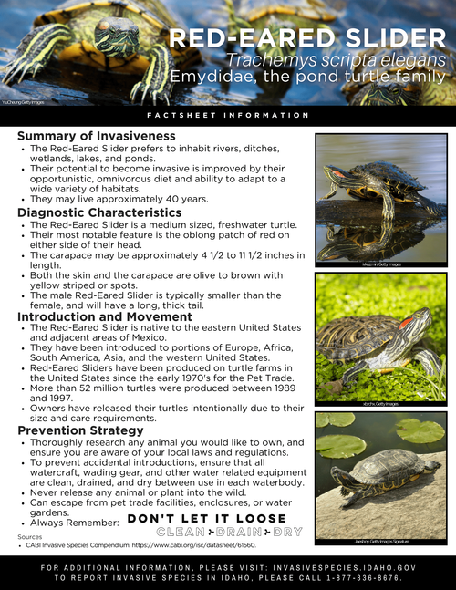 Red-Eared Slider Factsheet — Invasive Species of Idaho