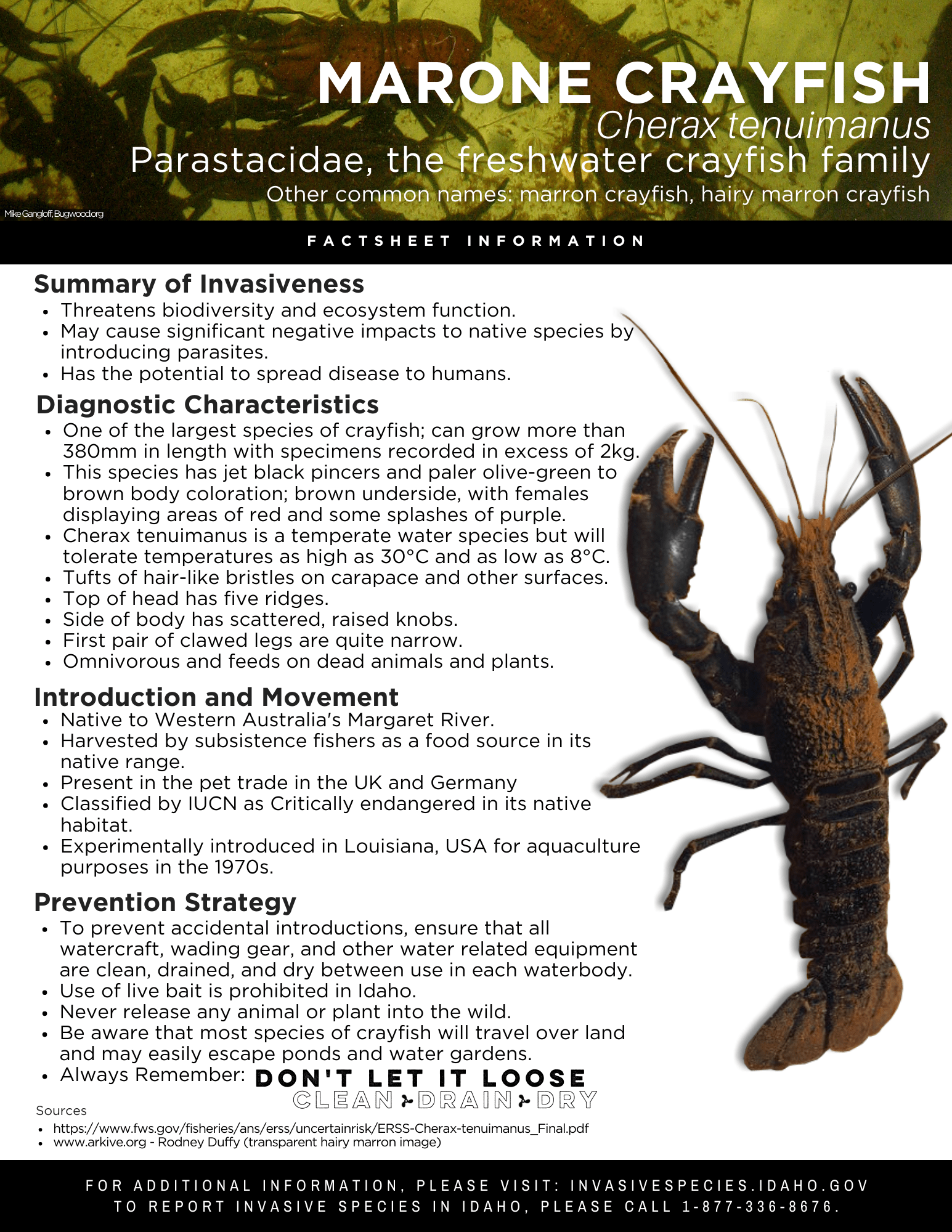 Marone Crayfish Factsheet — Invasive Species of Idaho