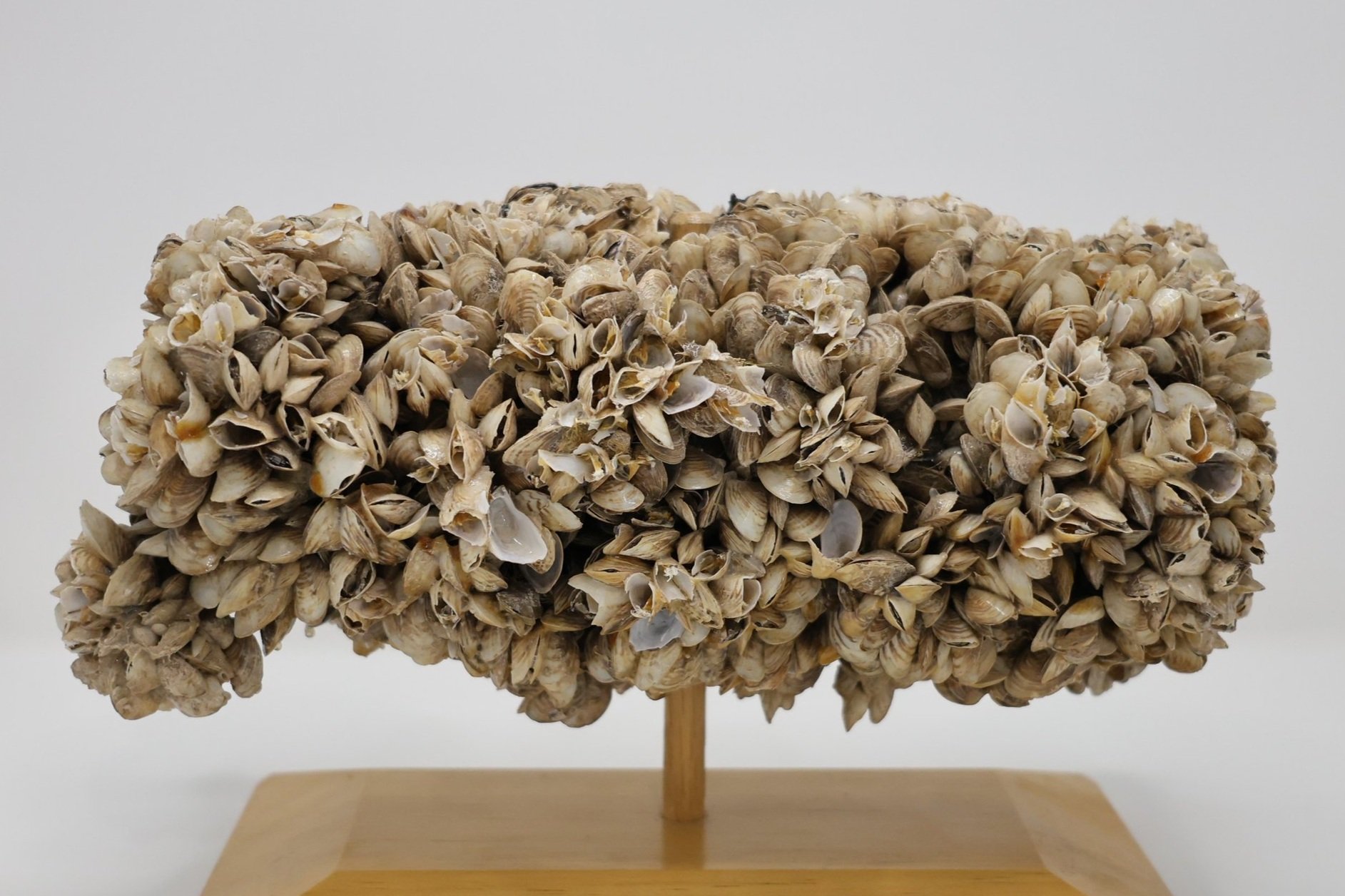 Quagga Mussel Information — Invasive Species of Idaho Quagga Mussel Information — Invasive Species of Idaho