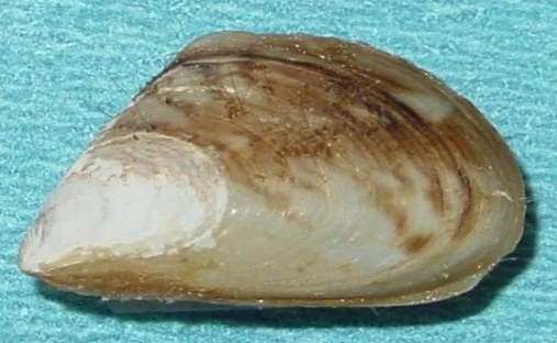 Quagga Mussel Information — Invasive Species of Idaho