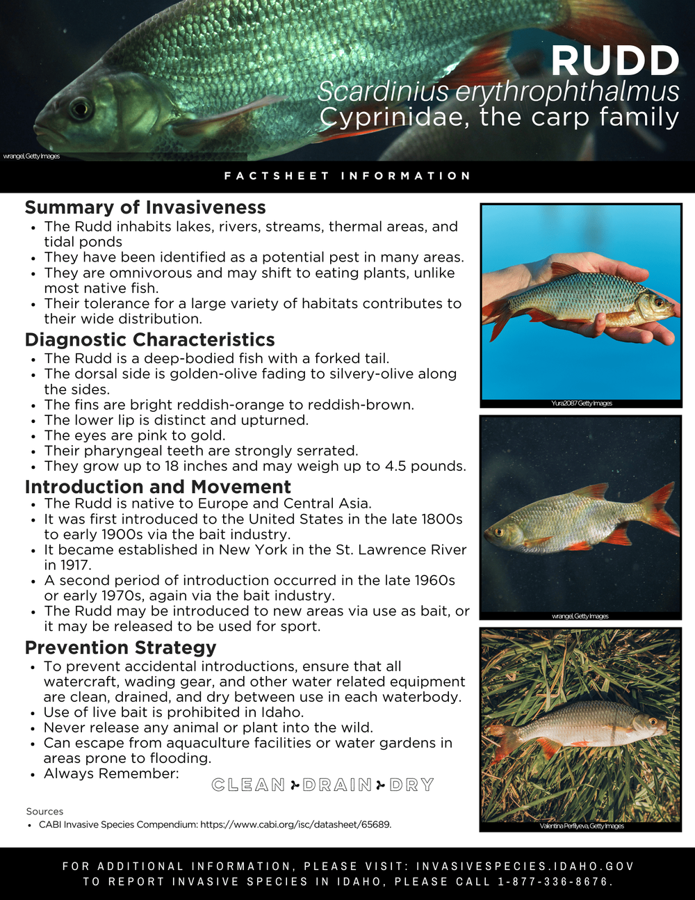 Rudd Factsheet — Invasive Species of Idaho