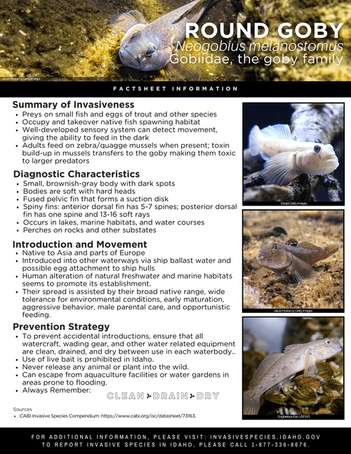 Round Goby Factsheet — Invasive Species of Idaho