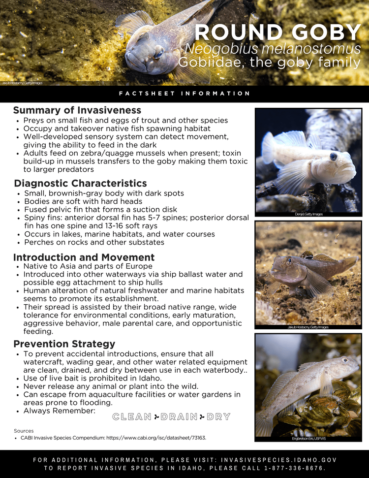 Round Goby Factsheet — Invasive Species of Idaho