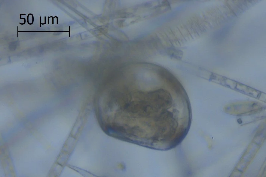 Quagga Mussel Information — Invasive Species of Idaho