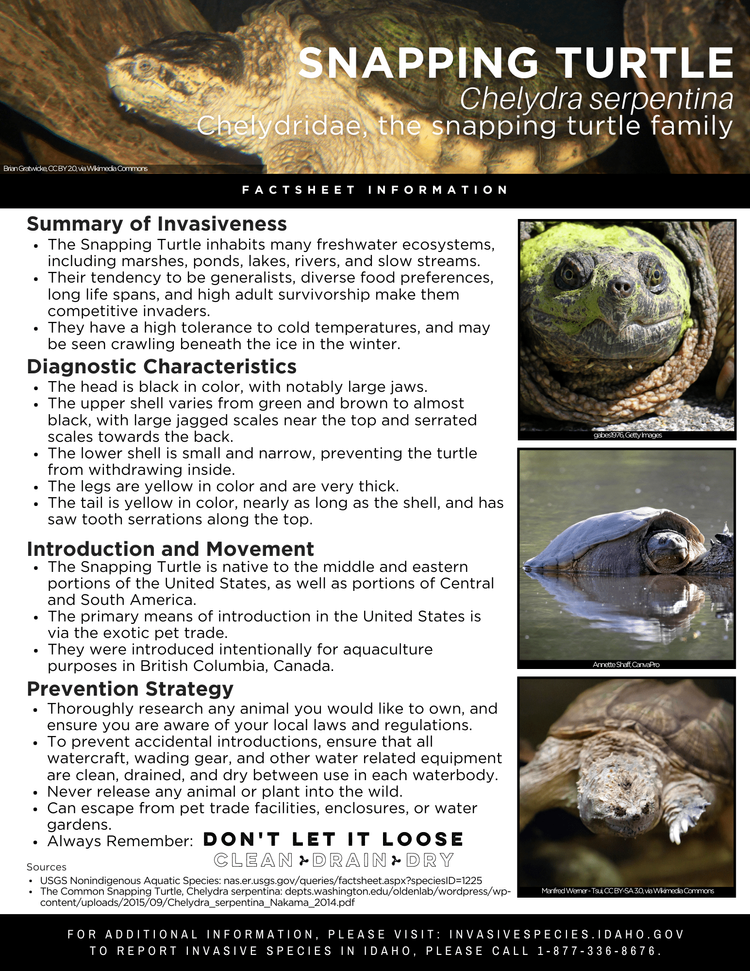 Snapping Turtle Factsheet — Invasive Species of Idaho