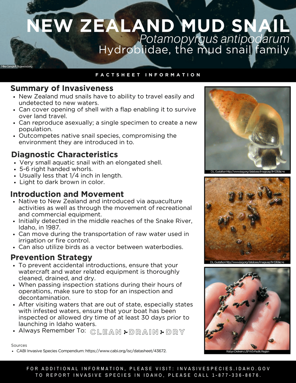 New Zealand Mudsnail Factsheet — Invasive Species of Idaho