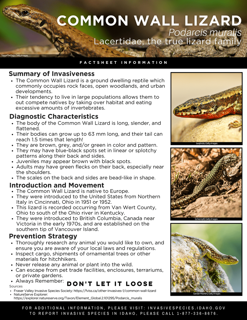 Common Wall Lizard Factsheet — Invasive Species of Idaho