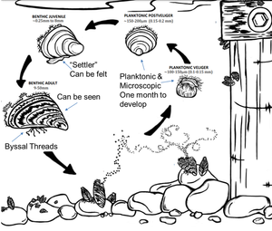 Quagga Mussel Information — Invasive Species of Idaho