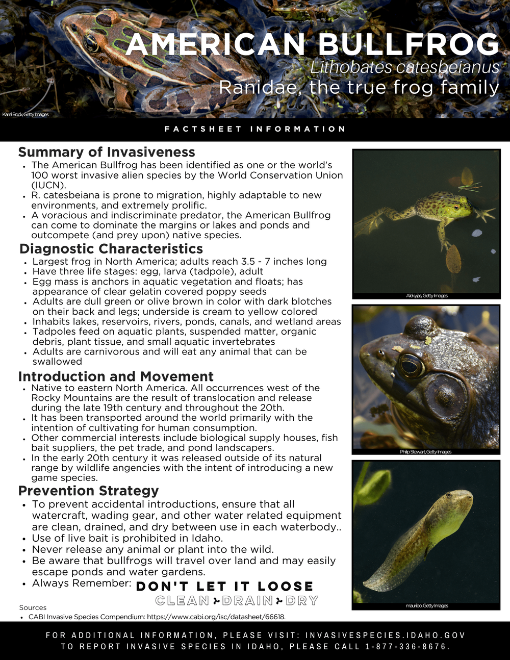 American Bullfrog Factsheet — Invasive Species of Idaho