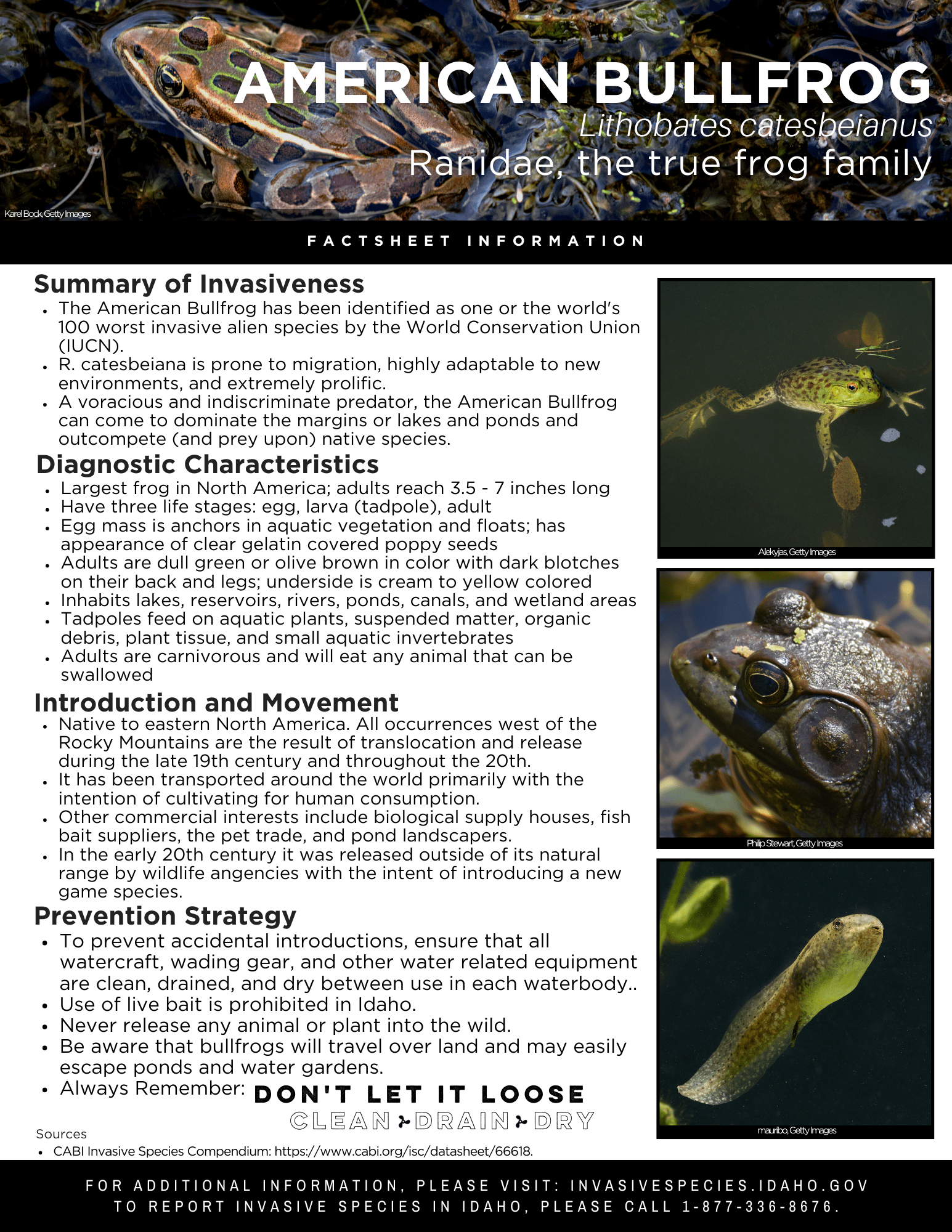American Bullfrog Factsheet — Invasive Species of Idaho