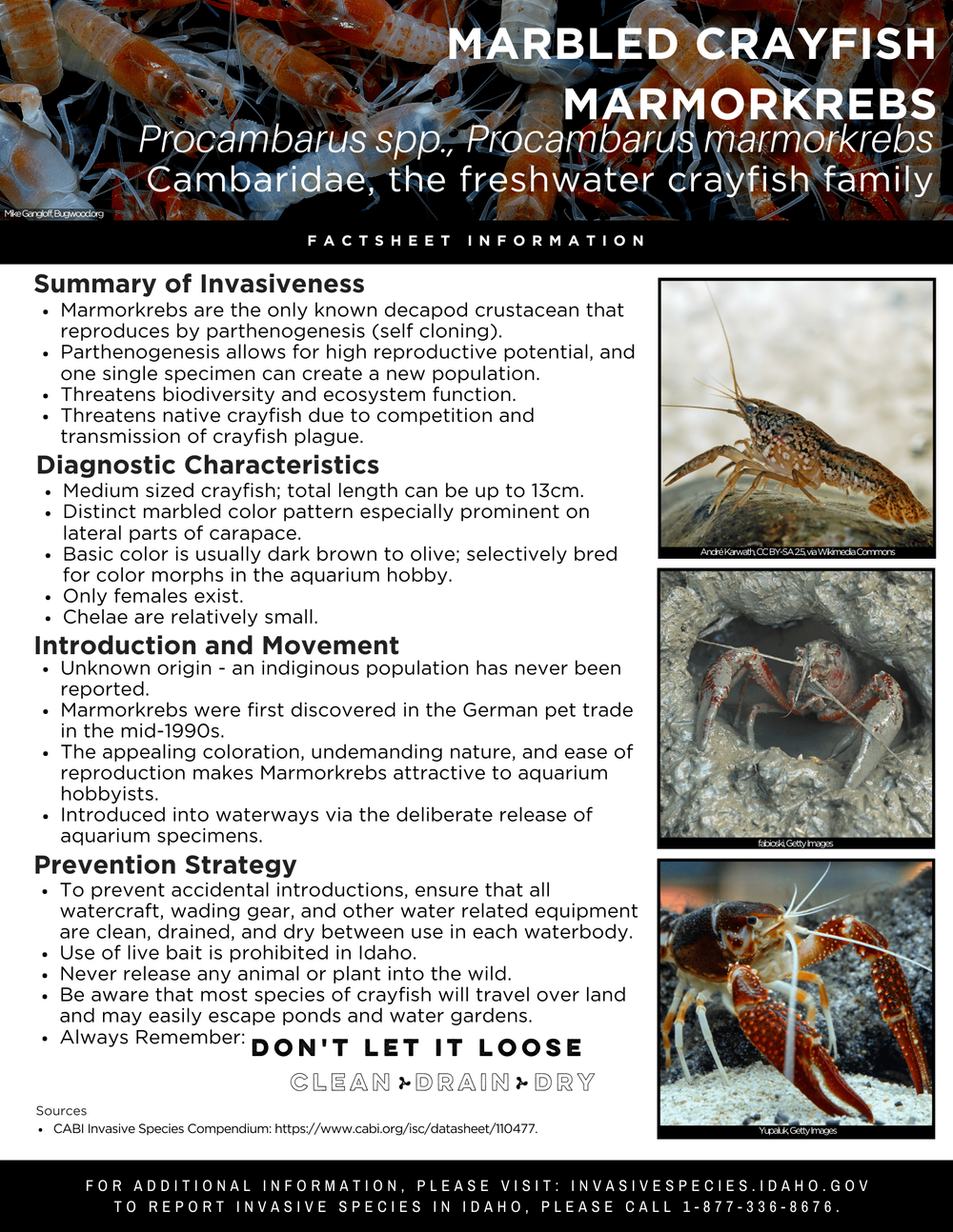 Marbled Crayfish Factsheet — Invasive Species of Idaho