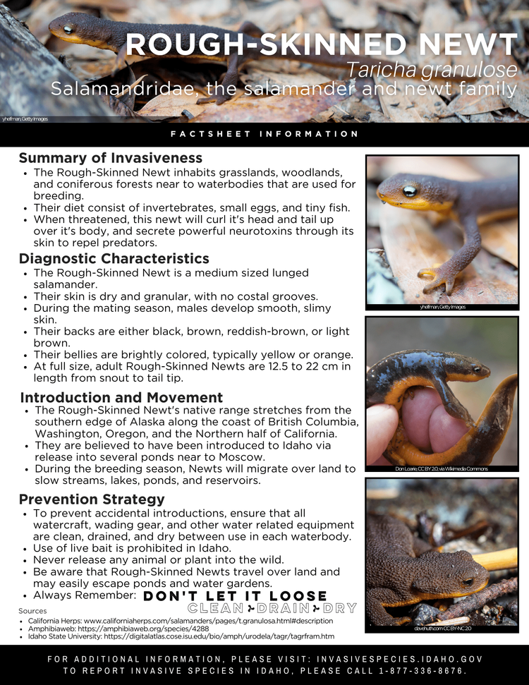 Rough-skinned Newt Factsheet — Invasive Species of Idaho