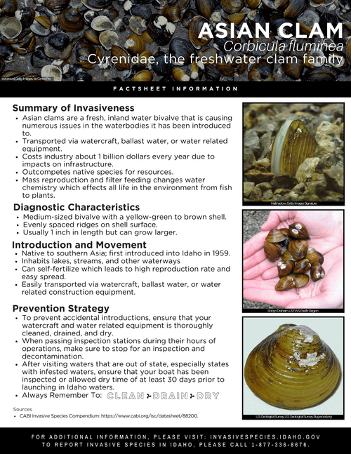Asian Clam Factsheet — Invasive Species of Idaho