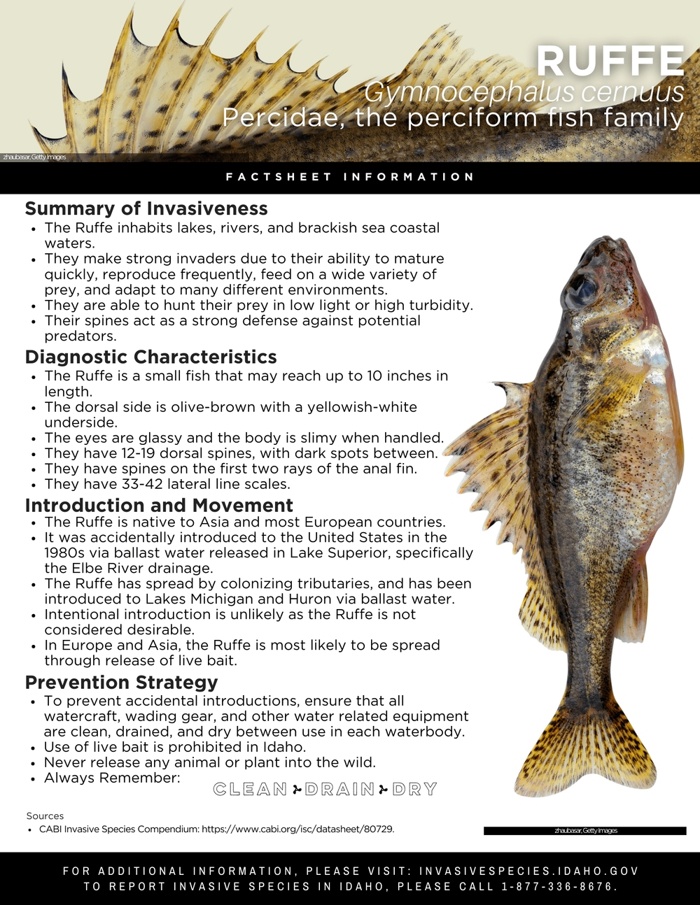 Ruffe Factsheet — Invasive Species of Idaho