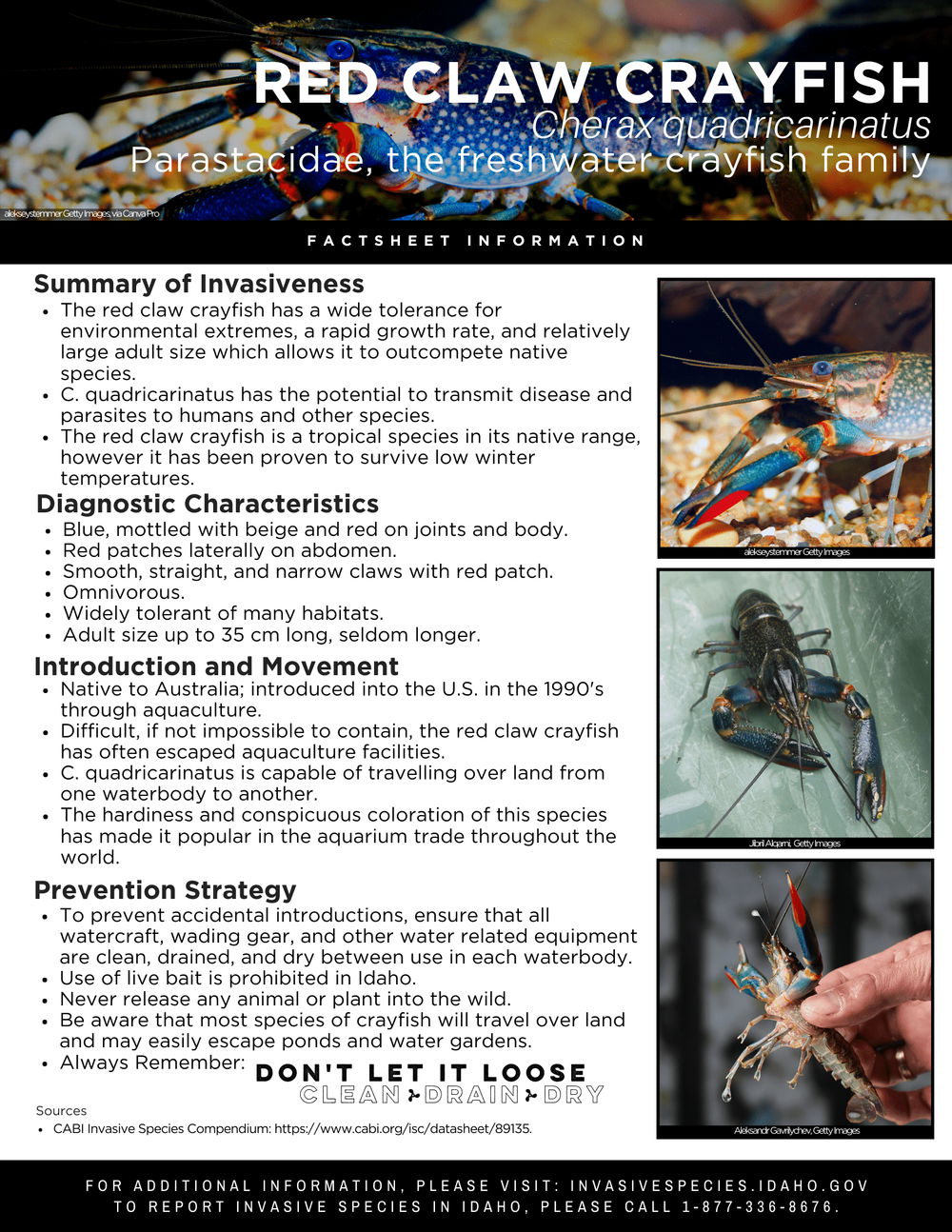Red Claw Crayfish Factsheet — Invasive Species of Idaho