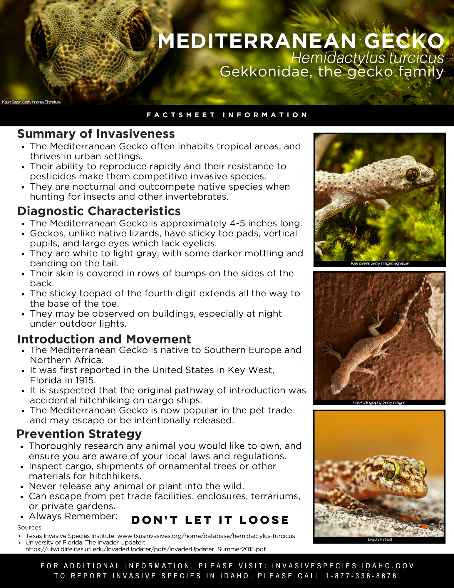 Mediterranean Gecko Factsheet — Invasive Species of Idaho