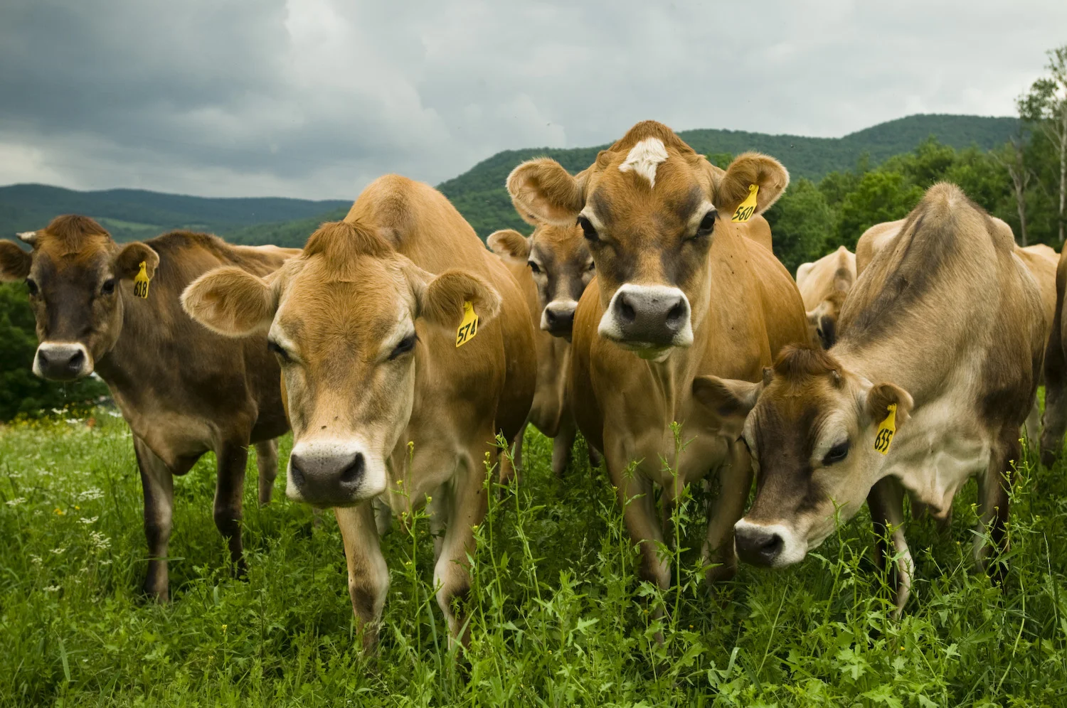 Taft's Milk & Maple Farm