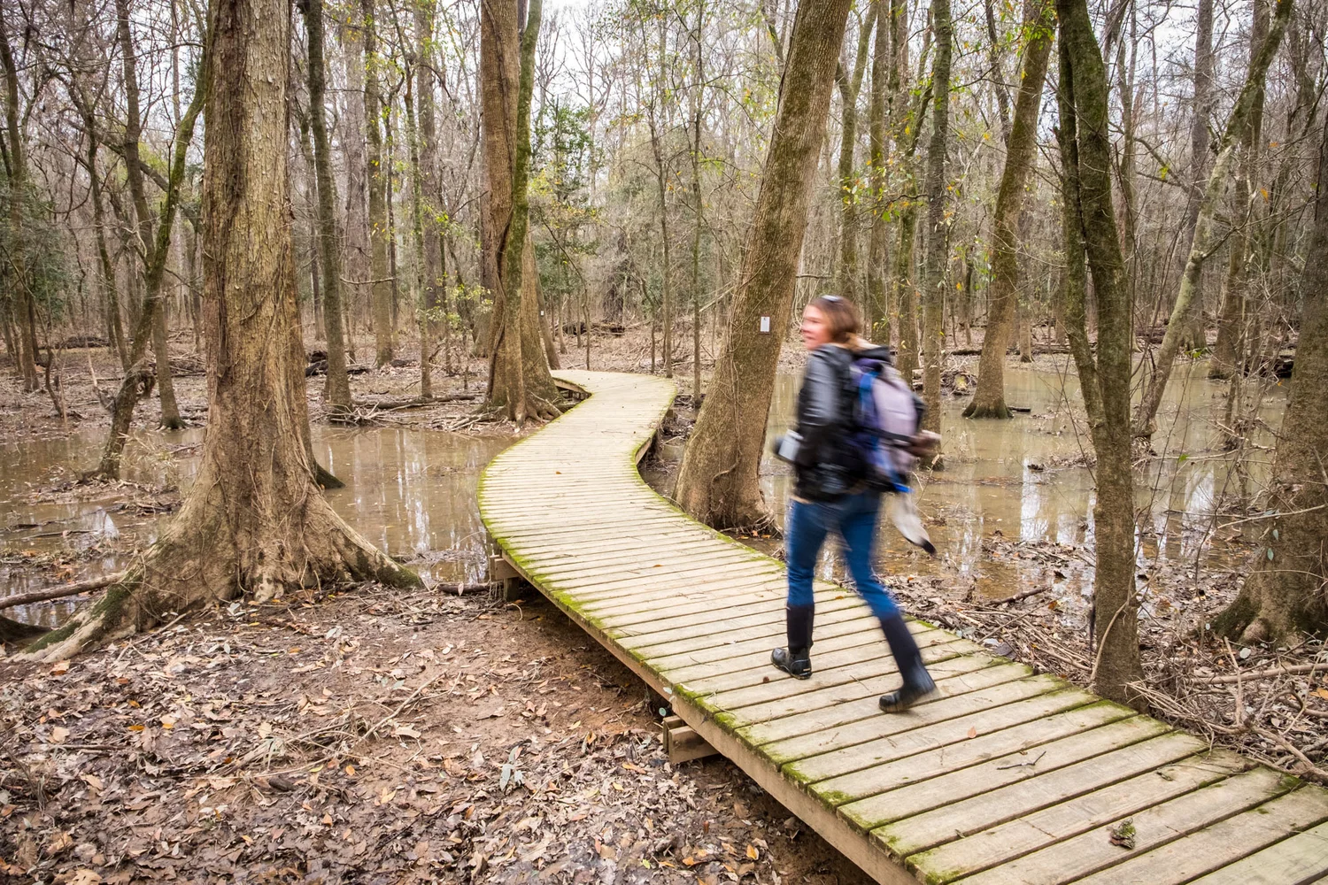 Congaree National Park — The Greatest American Road Trip