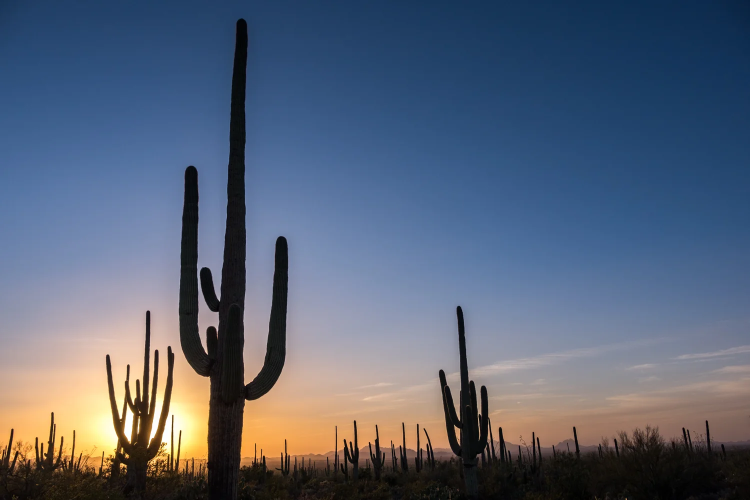 Saguaro National Park — The Greatest American Road Trip
