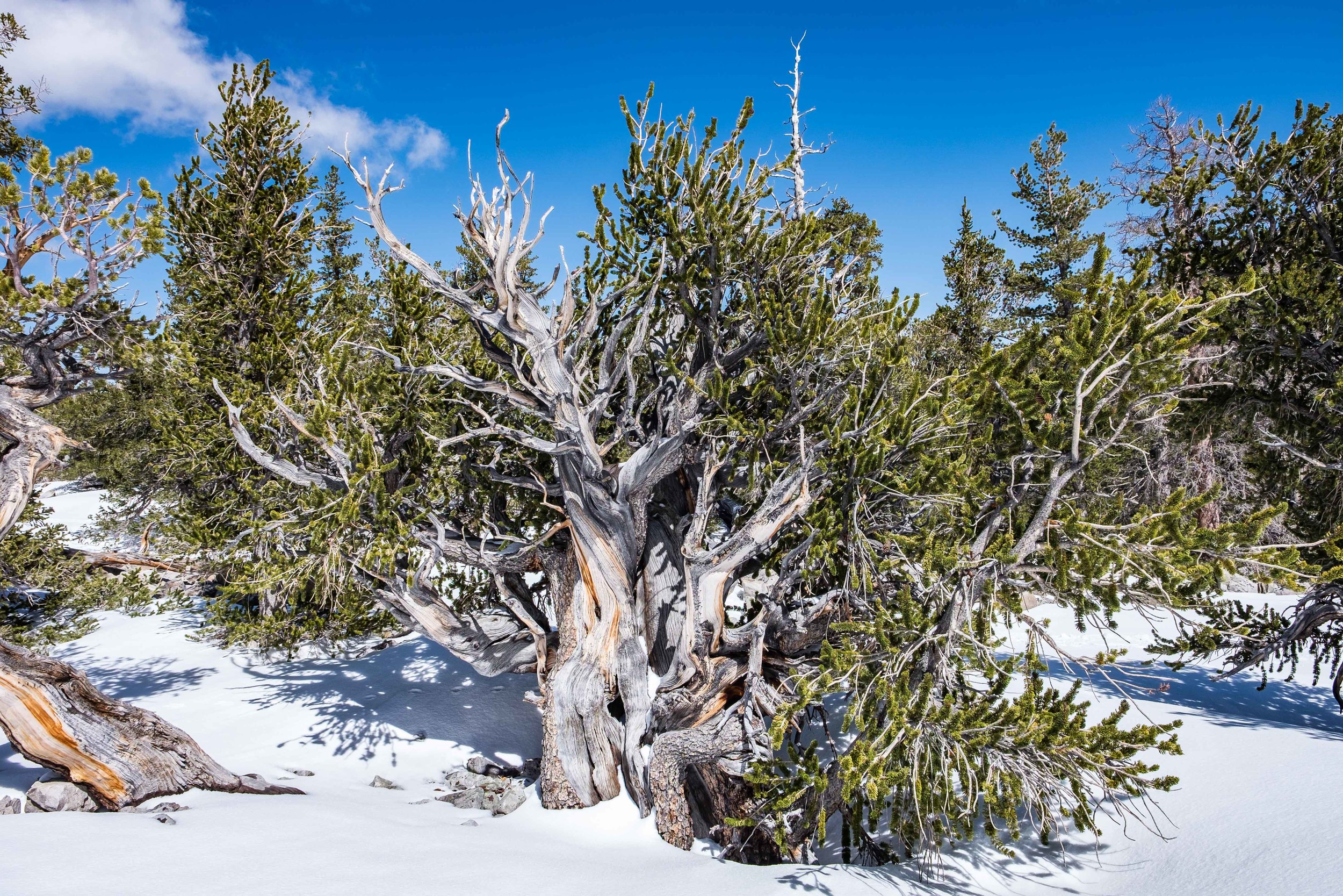 Great Basin National Park — The Greatest American Road Trip