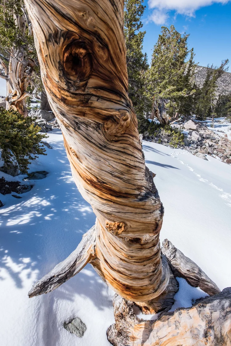 Great Basin National Park — The Greatest American Road Trip
