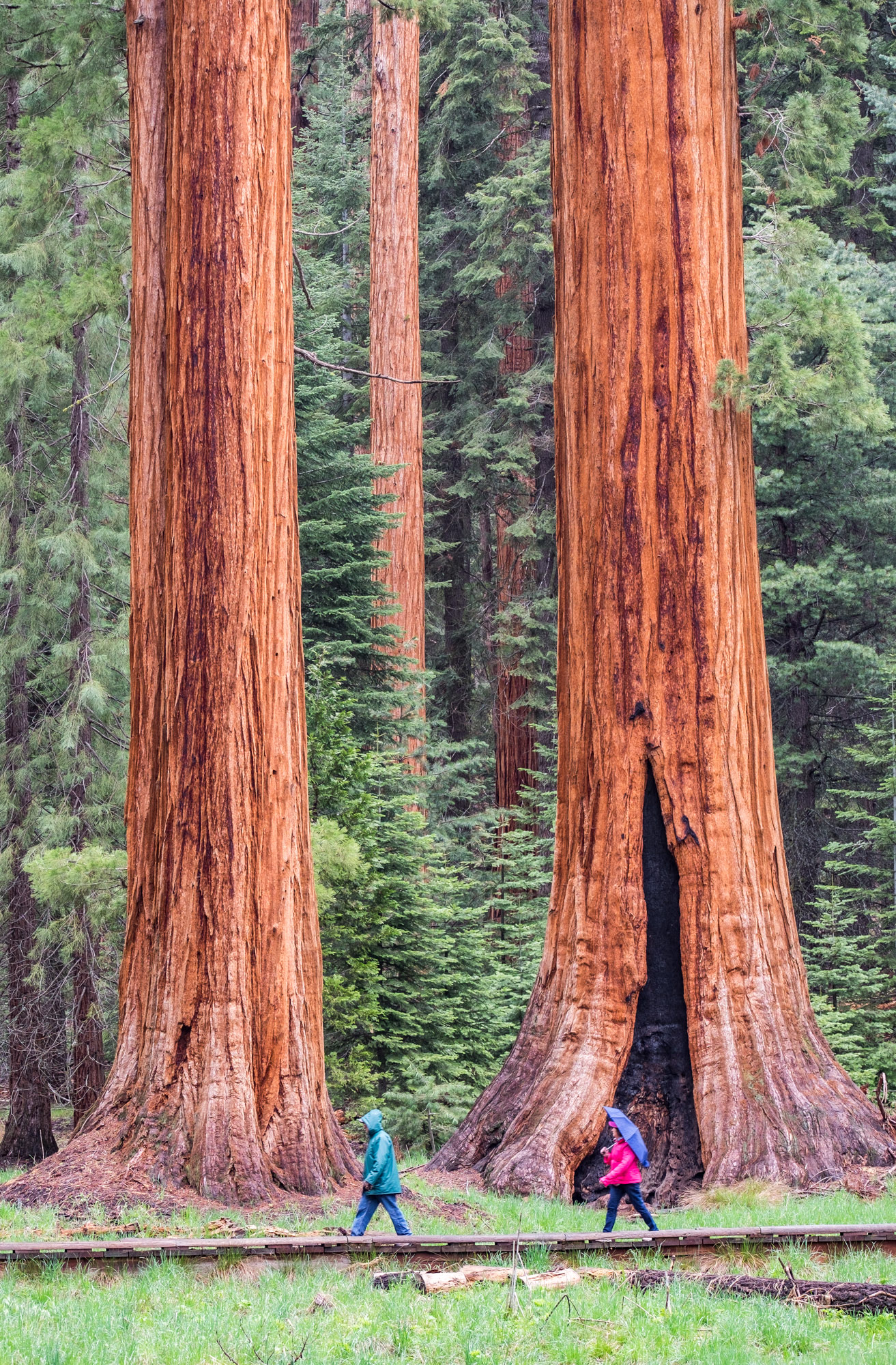 Sequoia and Kings Canyon National Parks — The Greatest American Road Trip