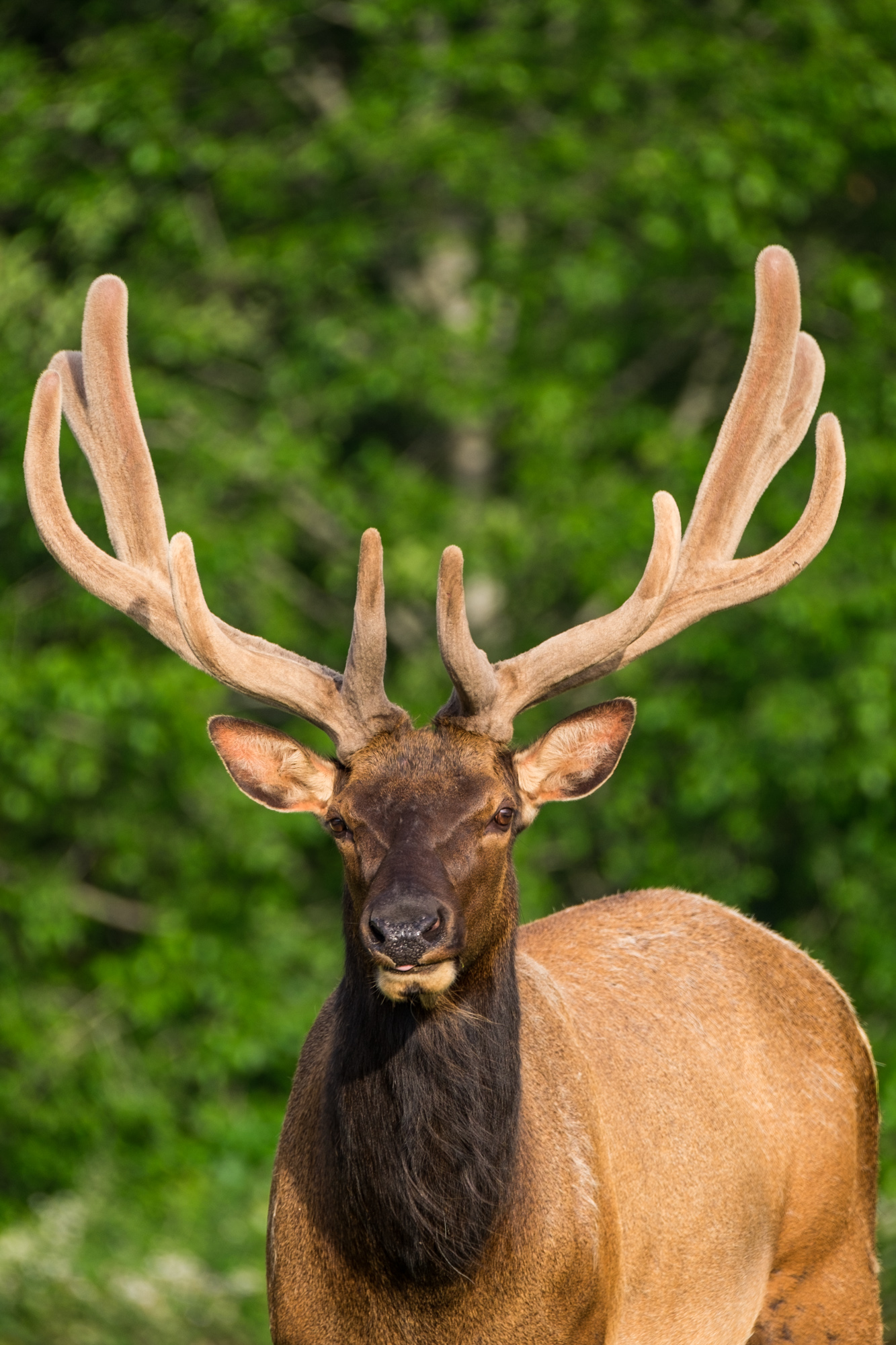 Redwood National and State Parks — The Greatest American Road Trip