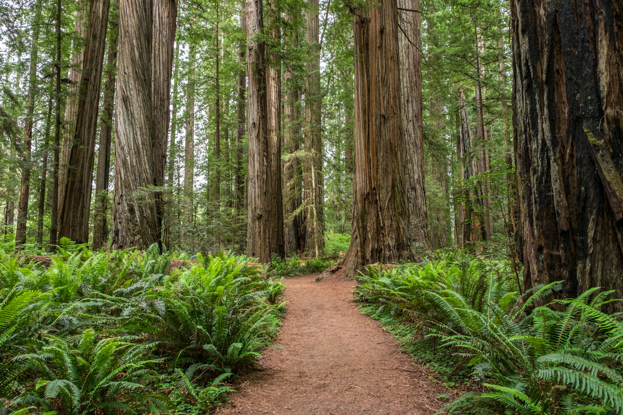 Redwood National and State Parks — The Greatest American Road Trip