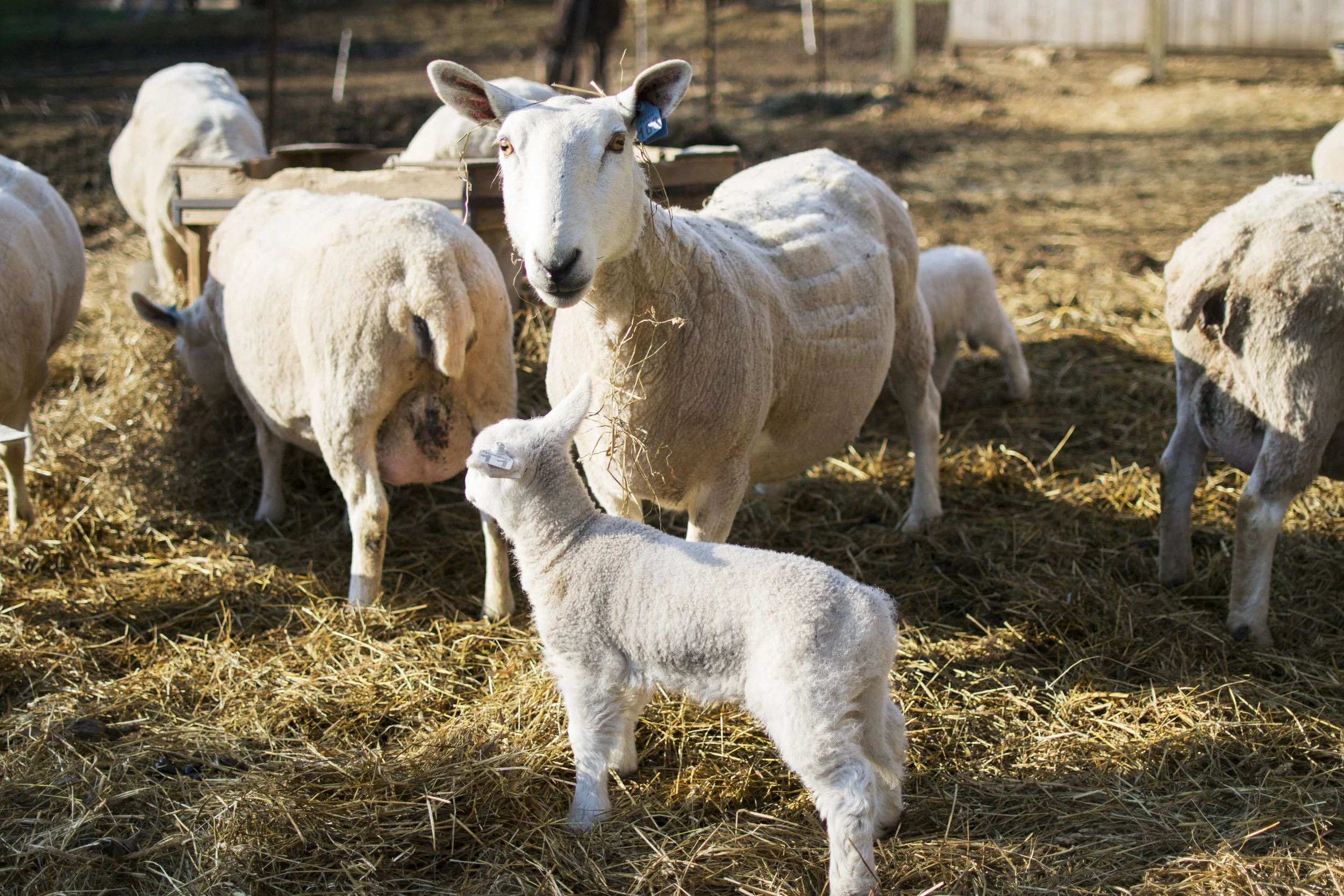 Farm | Spring on the Farm + Lambs! — Pink River Ranch - Homestead ...