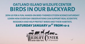 Citizen Science Saturday - Birds in Our Backyard — Official Guides of ...